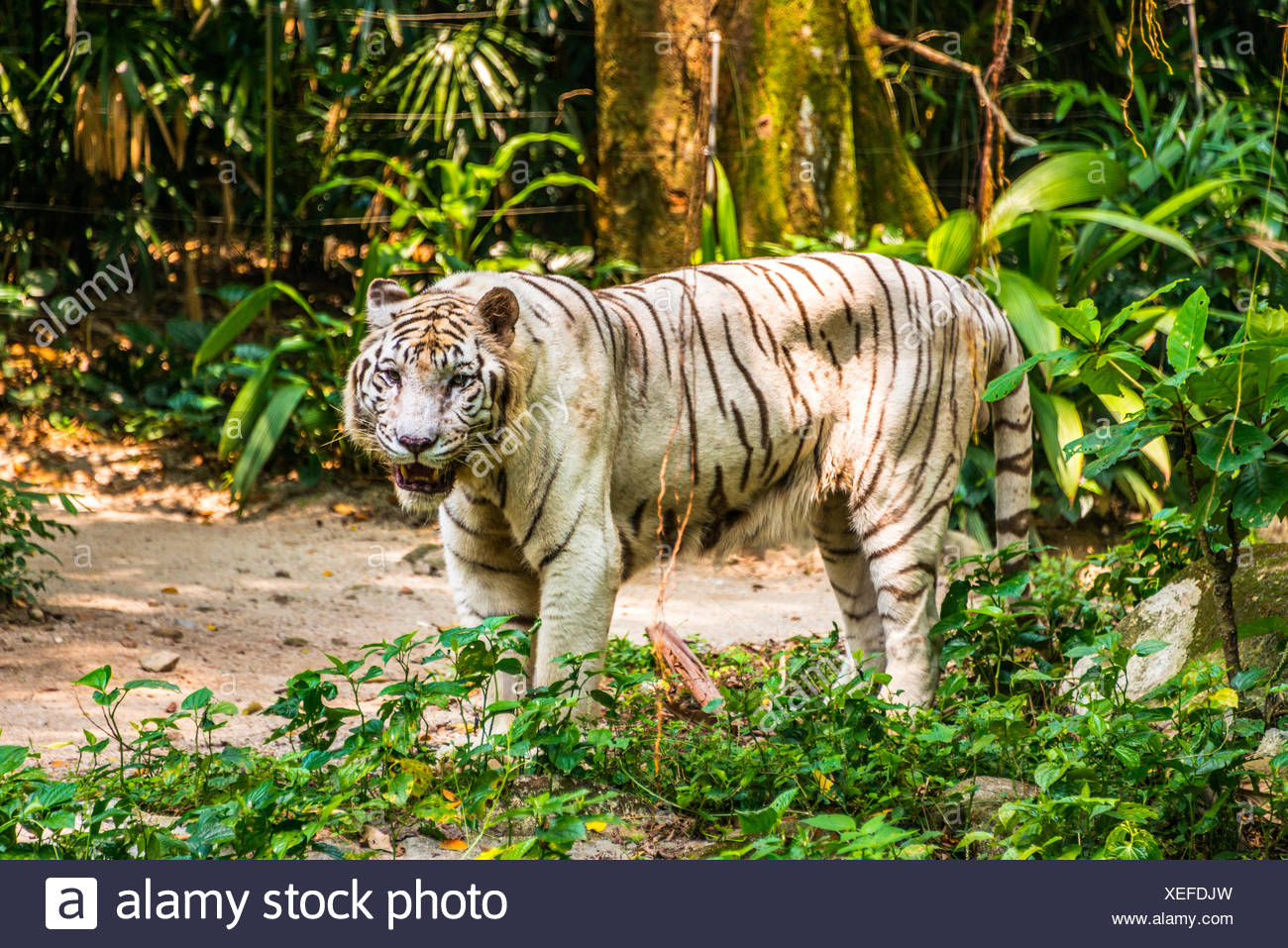 Asian Tiger Singapore High Resolution Stock Photography and Images - Alamy