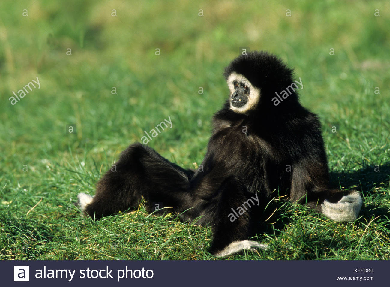 Gray Gibbon Stock Photos & Gray Gibbon Stock Images - Alamy