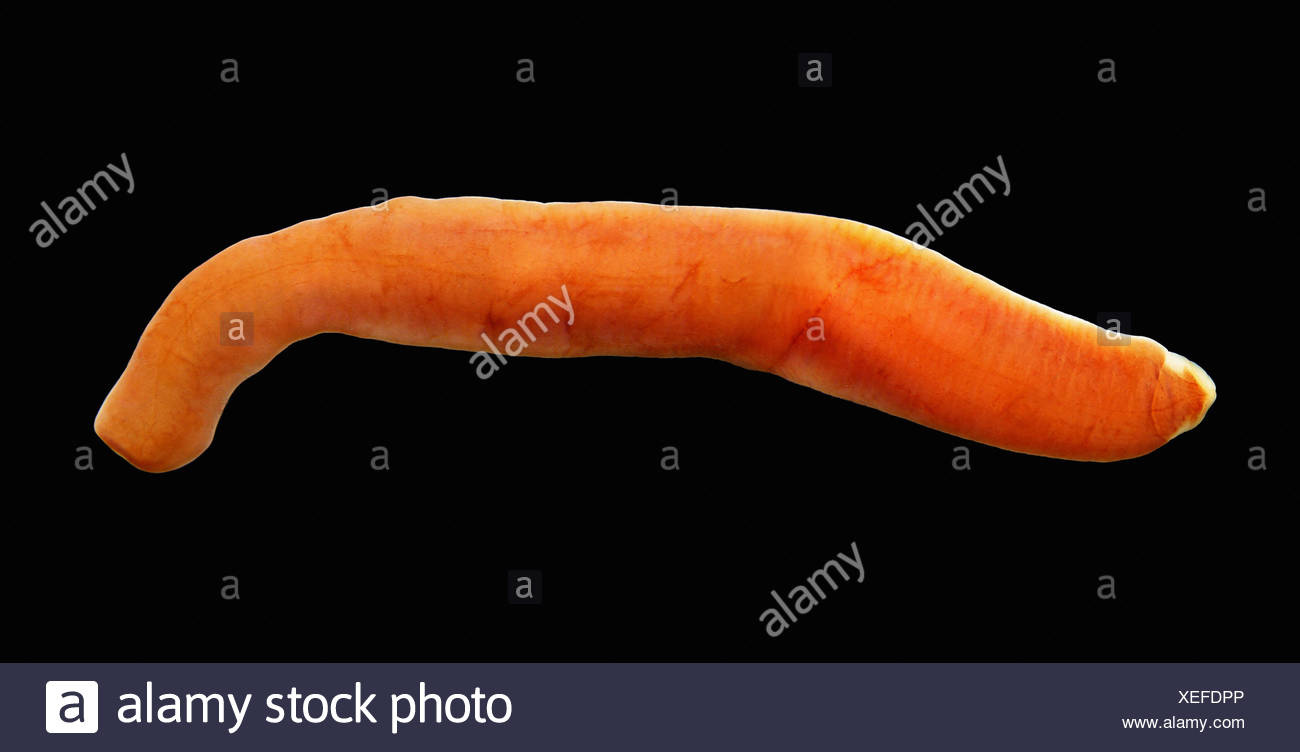 Ribbon Worm Stock Photos & Ribbon Worm Stock Images - Alamy