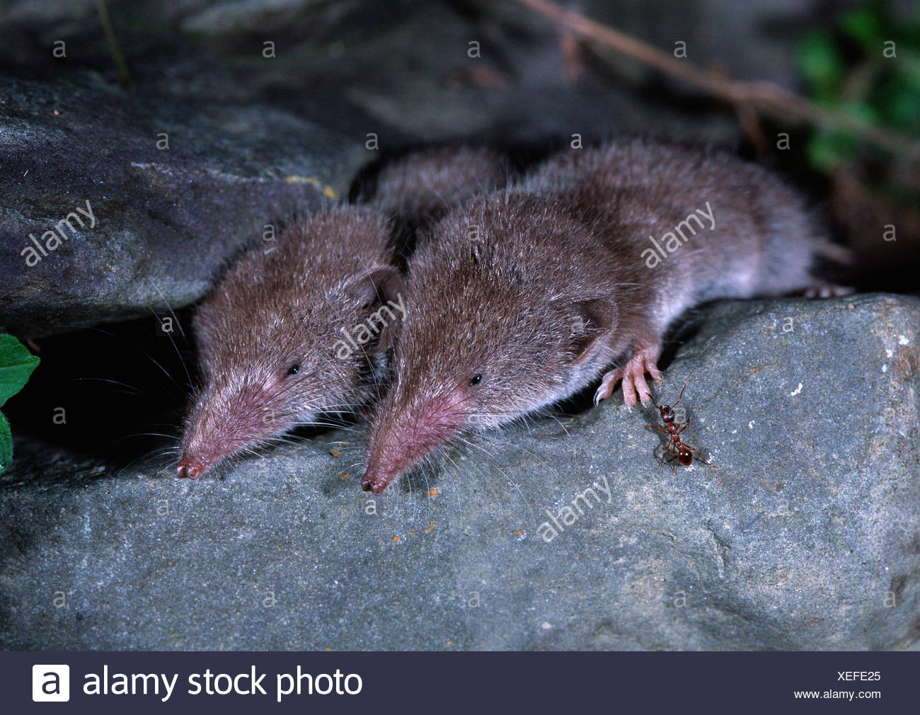 Greater White Toothed Shrew Stock Photos & Greater White Toothed Shrew ...