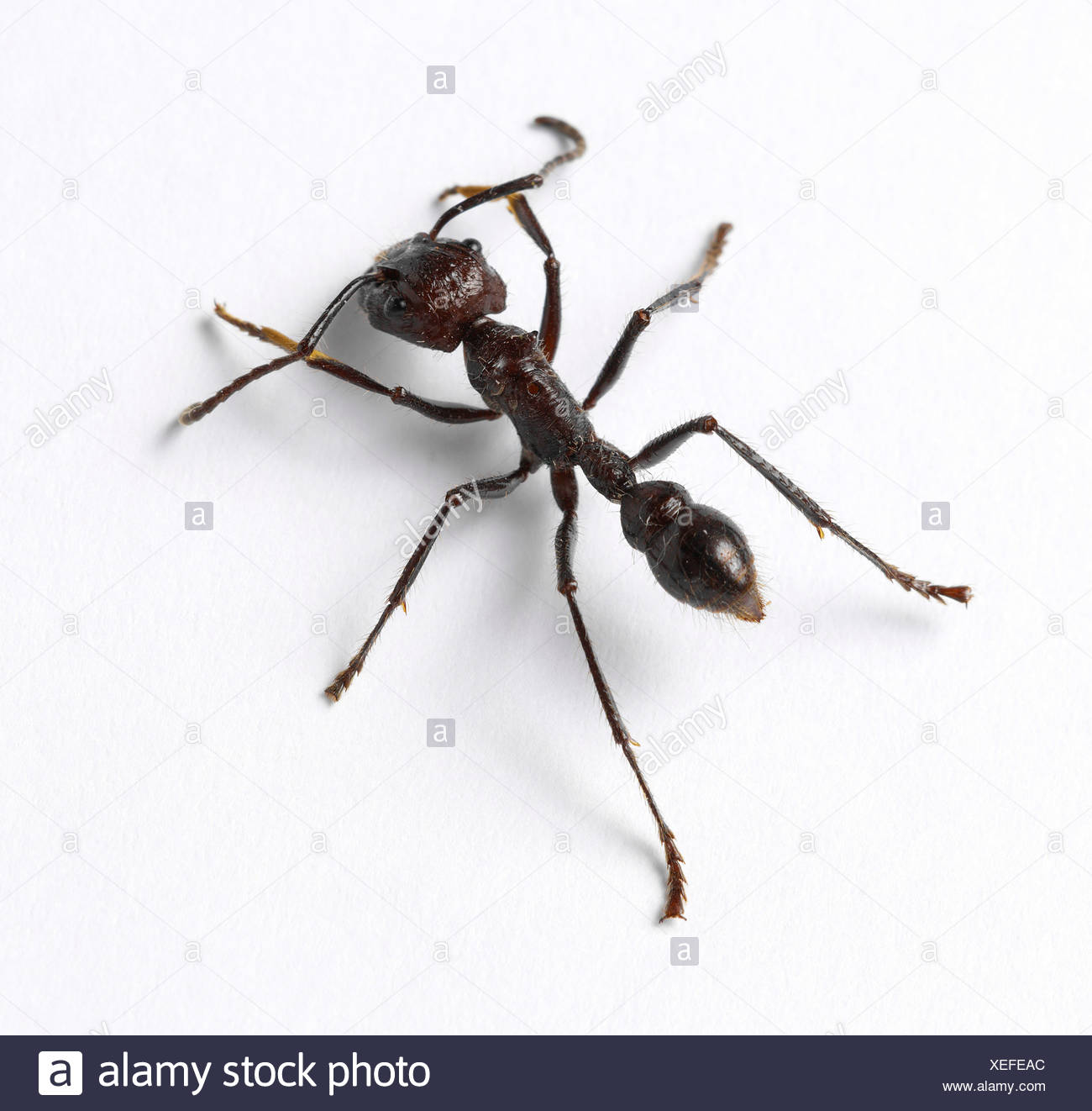 Ant High Resolution Stock Photography and Images - Alamy