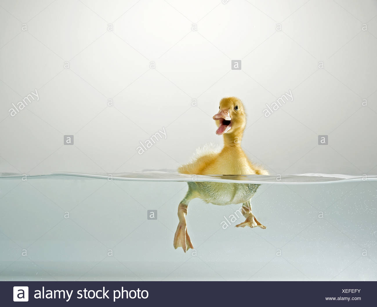 Quacking Bird High Resolution Stock Photography and Images - Alamy