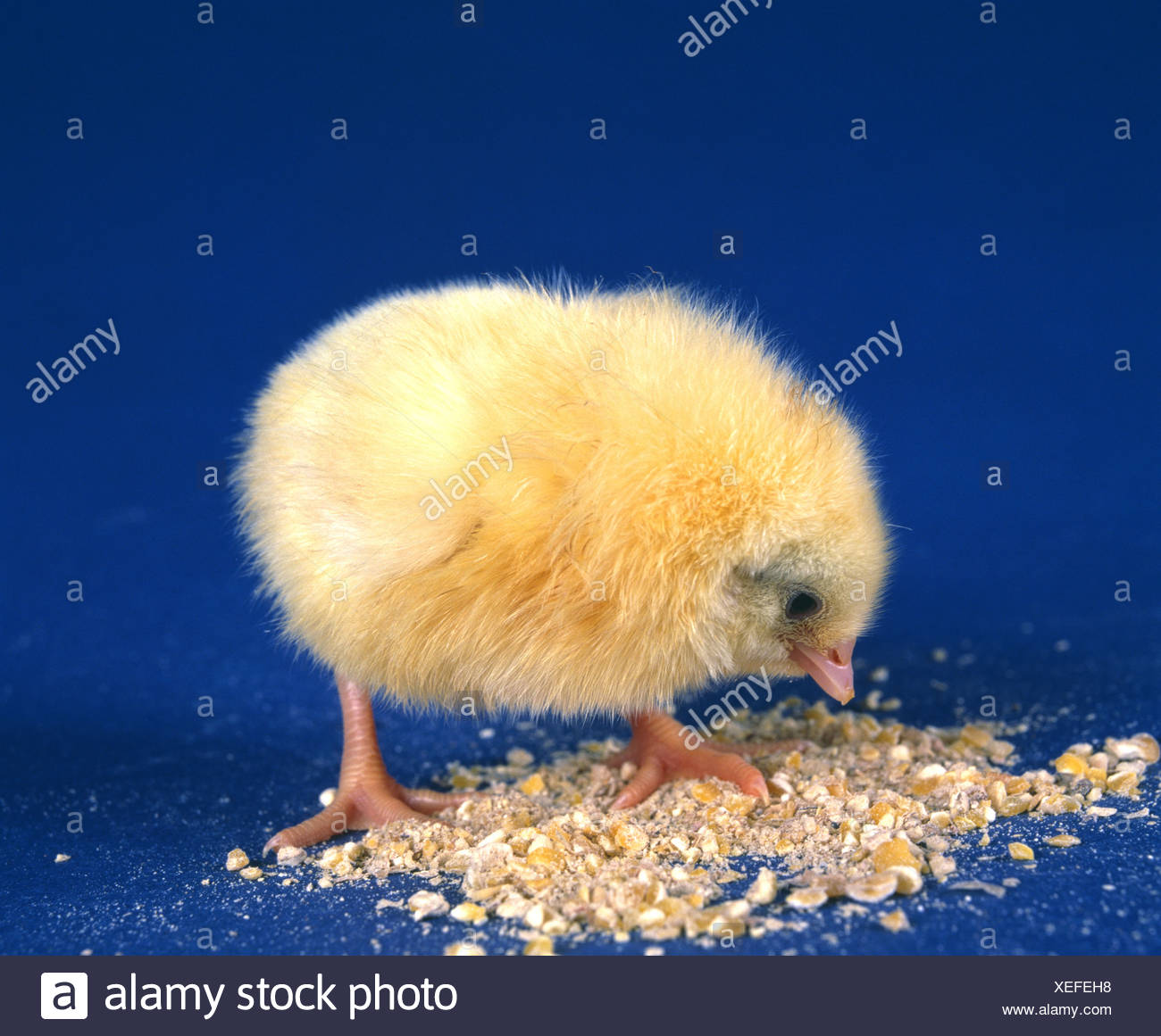 Hy Line White Leghorn High Resolution Stock Photography and Images - Alamy