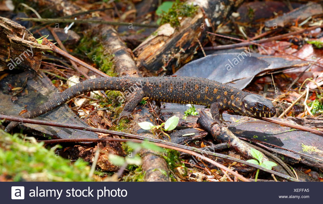 Yellow Spotted Night Lizard High Resolution Stock Photography and ...