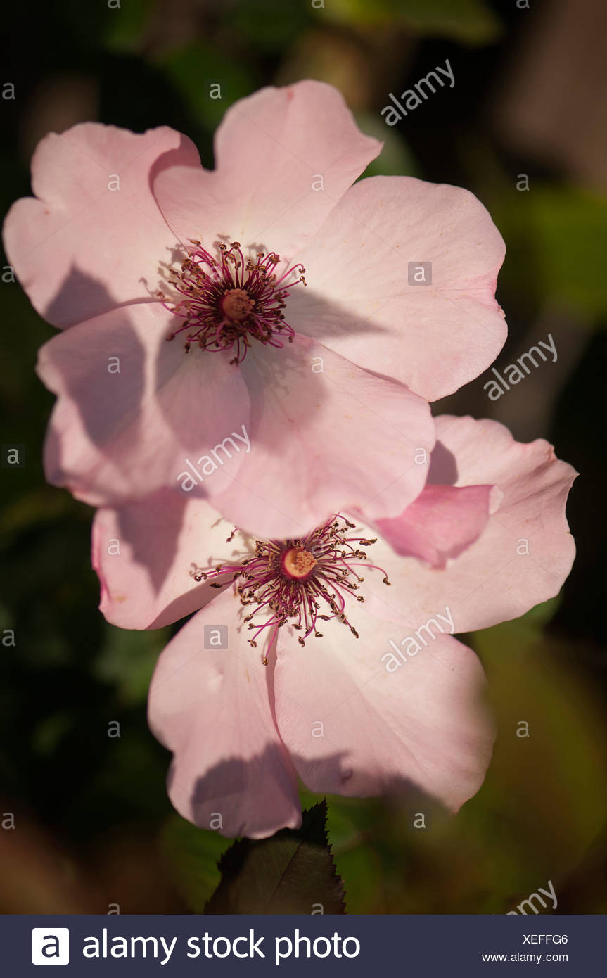 Dainty Bess High Resolution Stock Photography and Images - Alamy