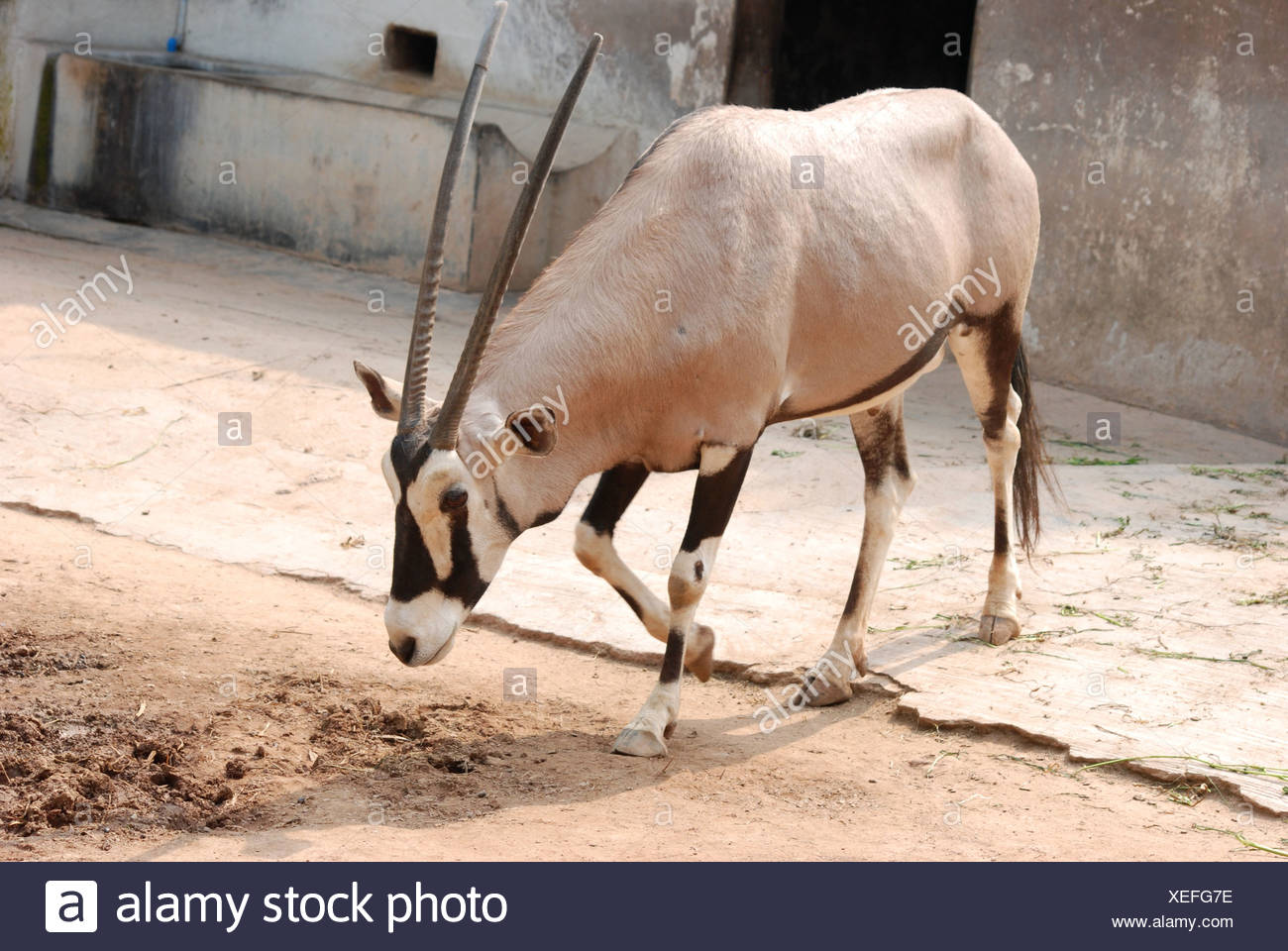African Buck Species High Resolution Stock Photography and Images - Alamy