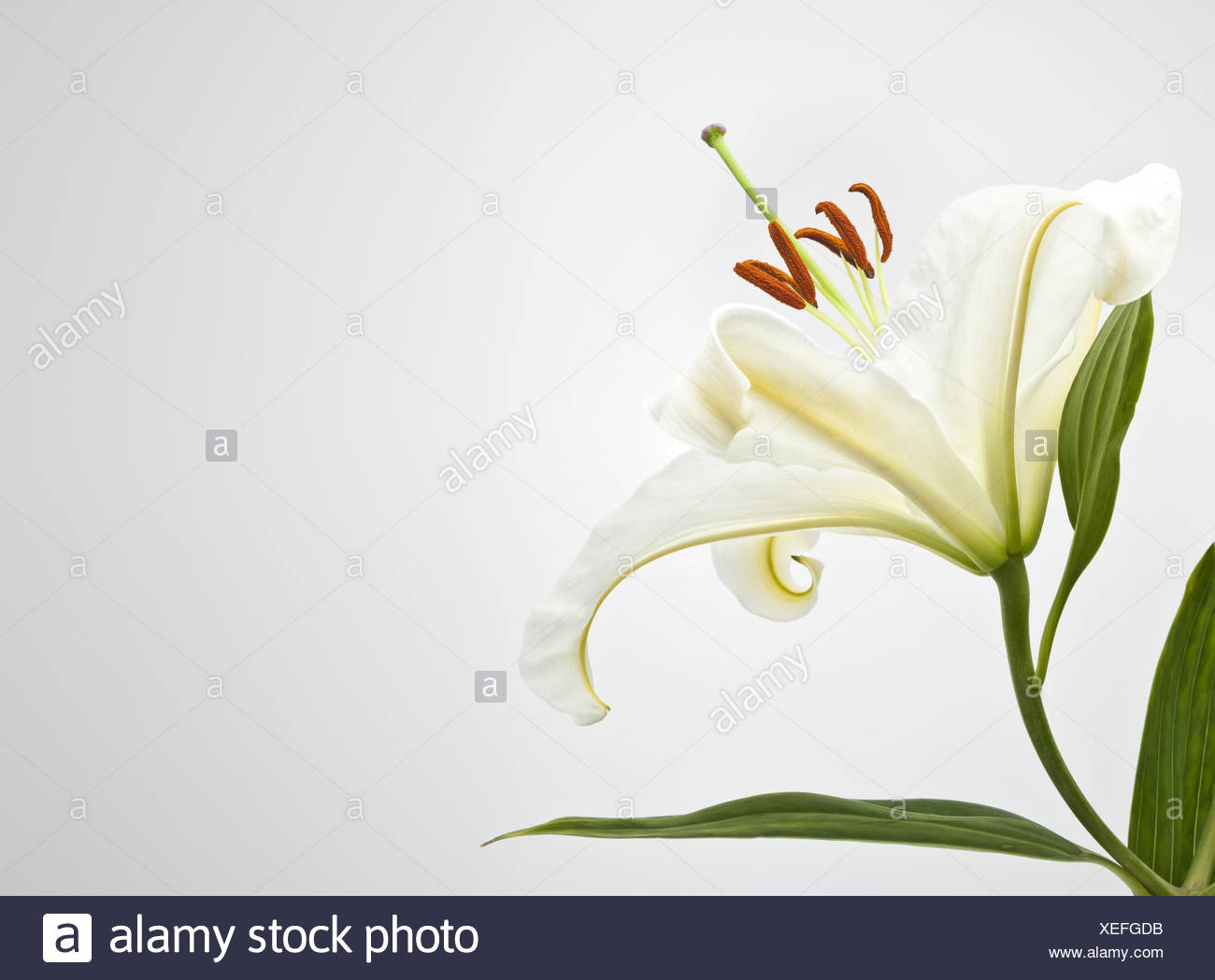 White Lilly Leaves High Resolution Stock Photography and Images - Alamy