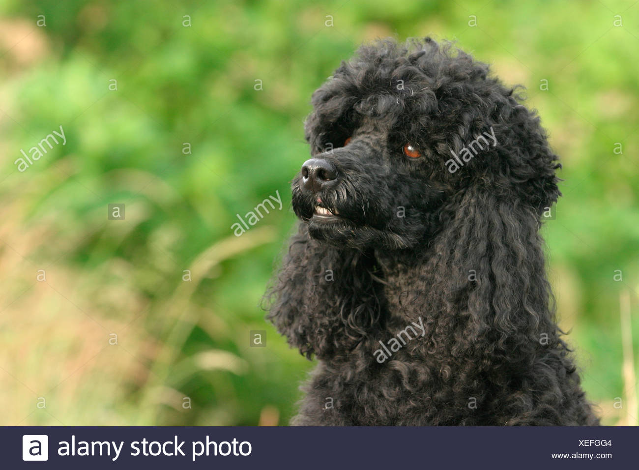 Kleiner Pudel Stock Photos & Kleiner Pudel Stock Images - Alamy