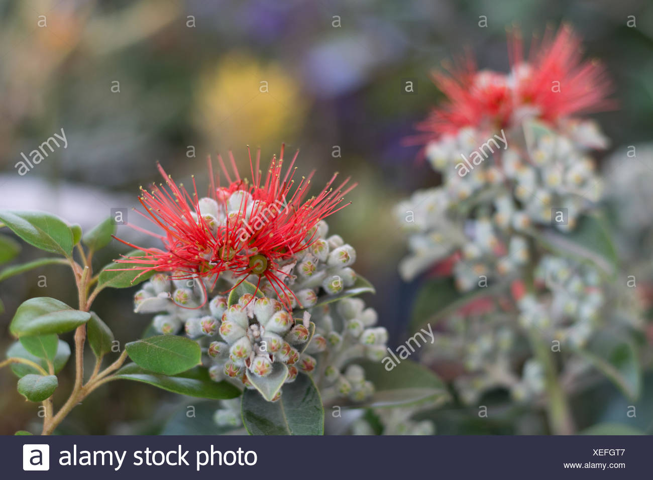 Ironwood Tree Flower Stock Photos & Ironwood Tree Flower Stock Images ...
