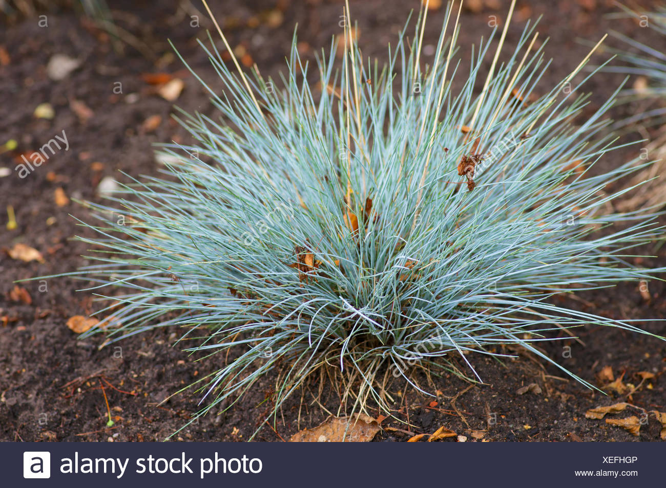 Festuca Glauca ‘elijah Blue High Resolution Stock Photography and ...