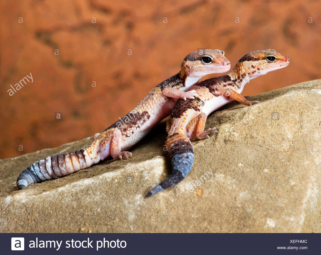 African Fat Tailed Geckos High Resolution Stock Photography and Images ...