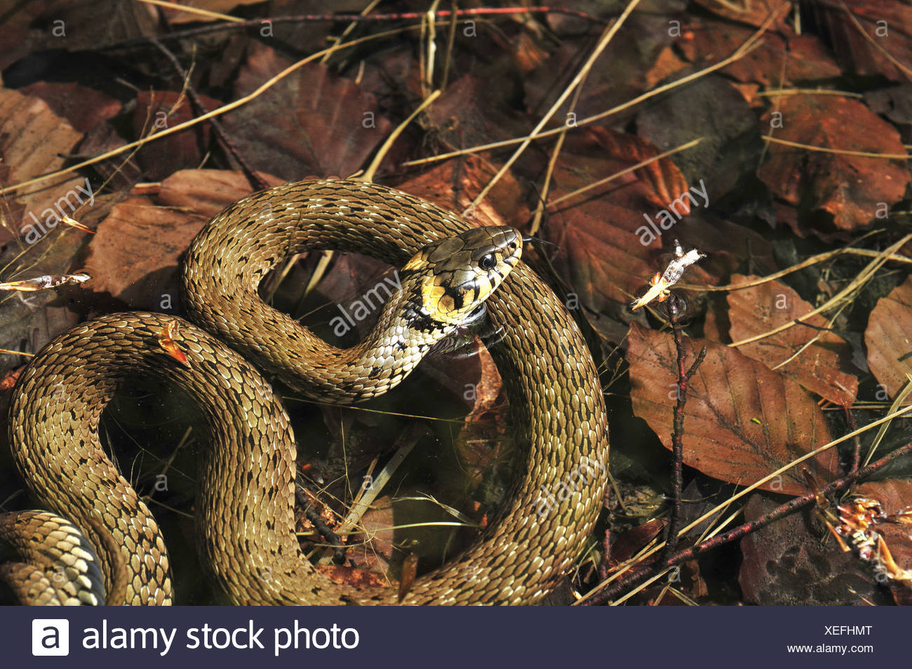 Schlange High Resolution Stock Photography and Images - Alamy