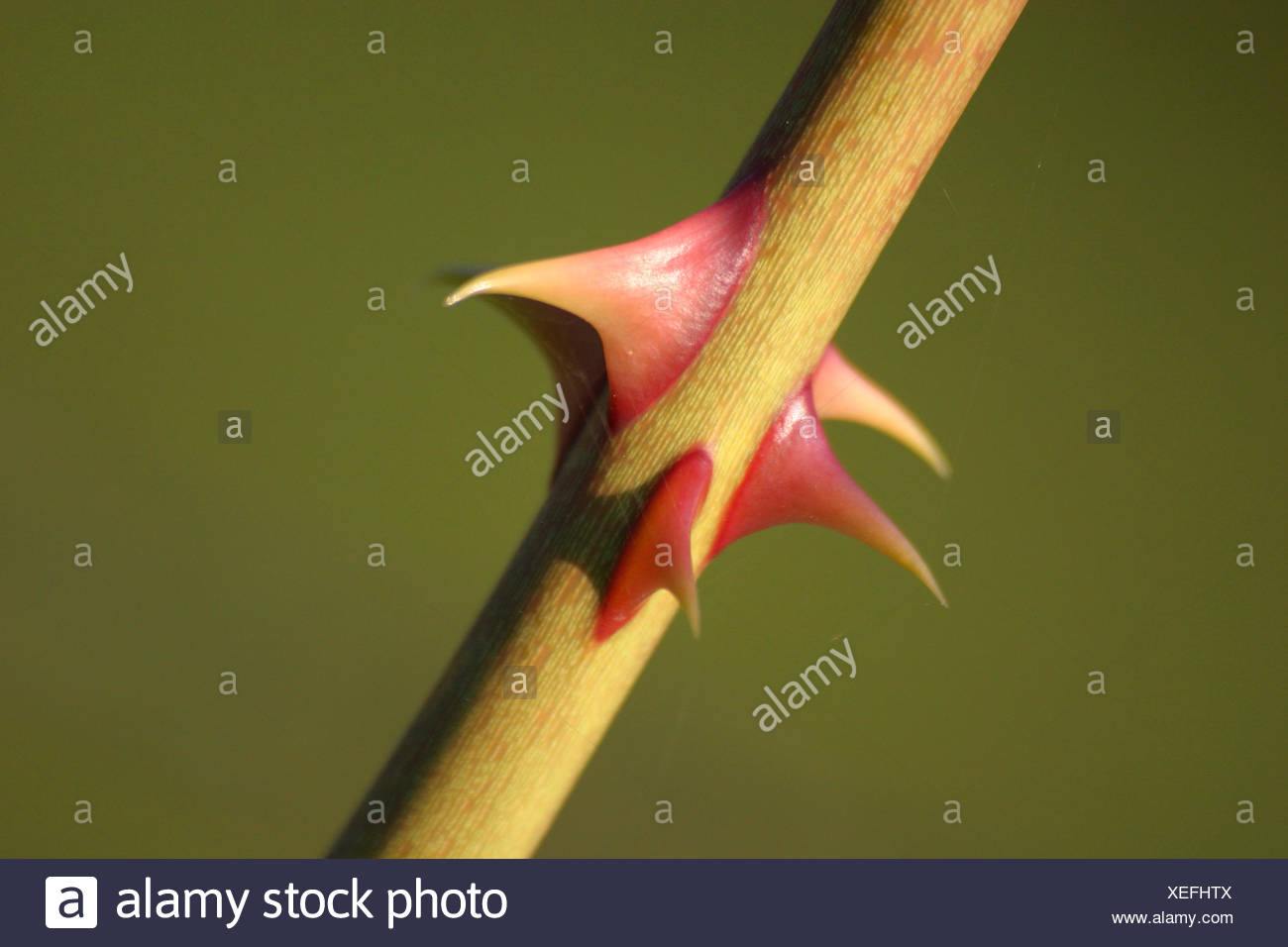 Prickles Stock Photos & Prickles Stock Images - Alamy