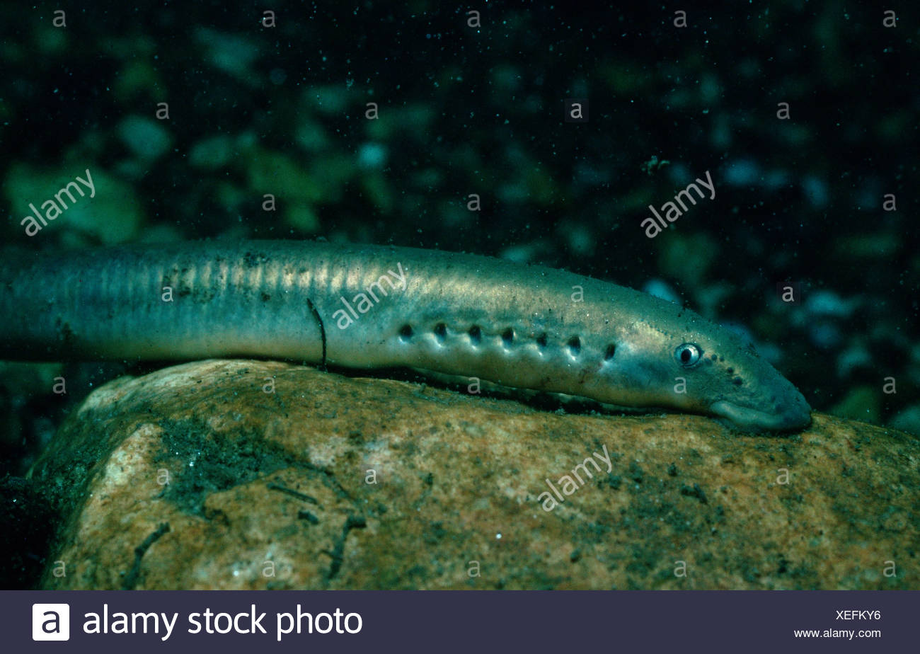Brook Lamprey Lampetra Planeri High Resolution Stock Photography and ...