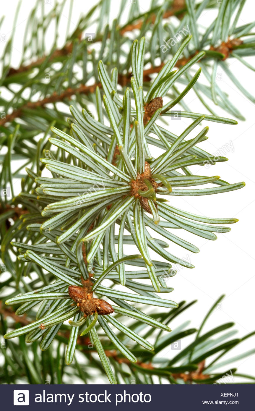 Serbian Spruce Picea Omorika Stock Photos & Serbian Spruce Picea ...