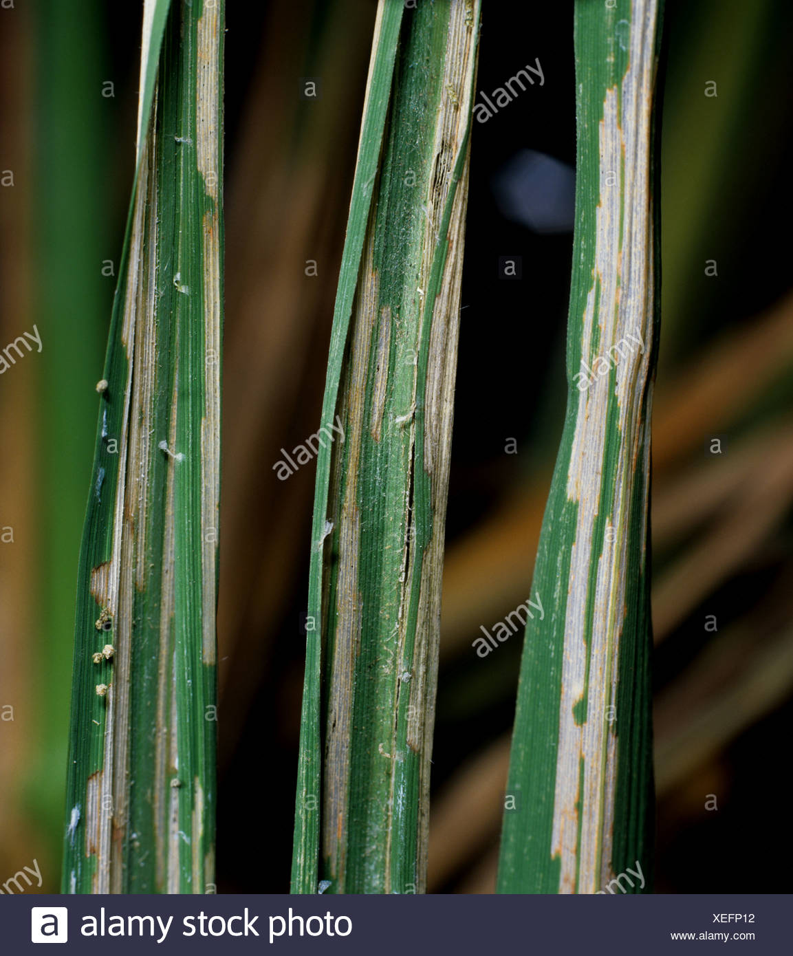 Rice Pest Damage Stock Photos & Rice Pest Damage Stock Images - Alamy