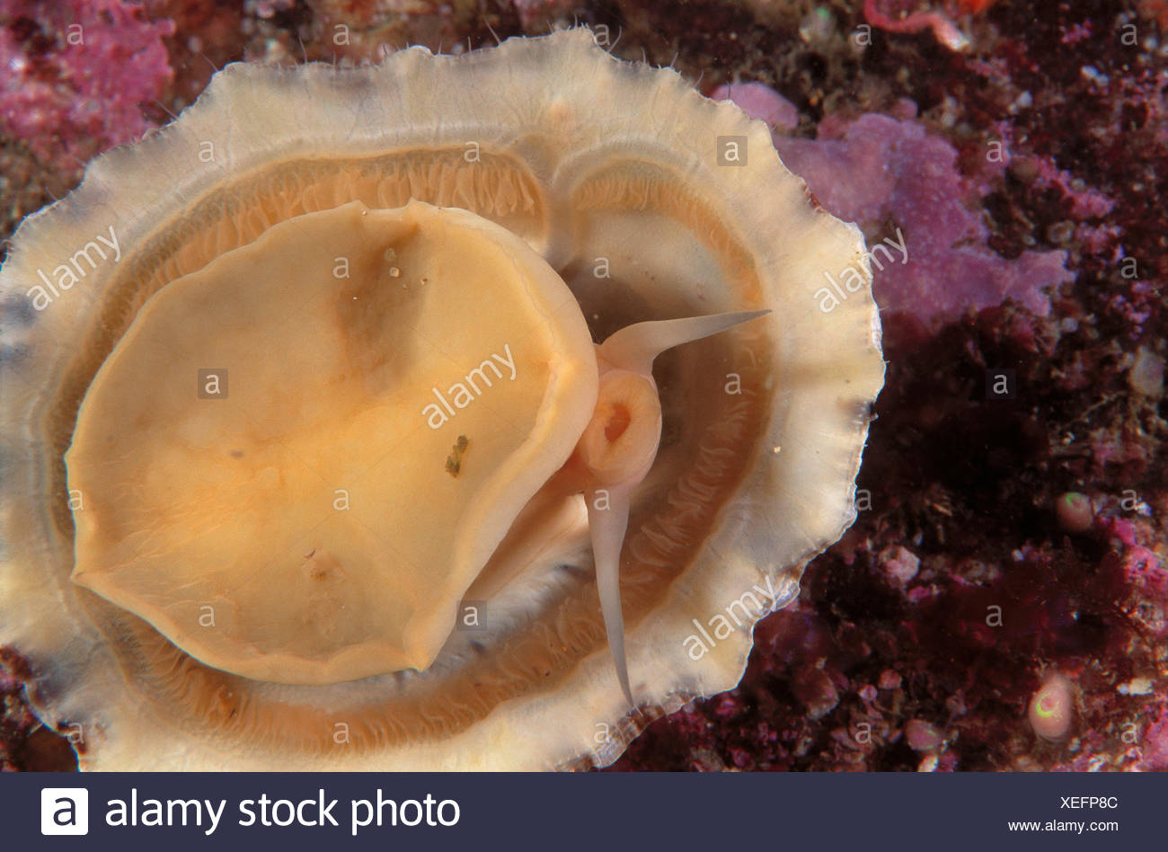 Ventral Foot High Resolution Stock Photography and Images - Alamy