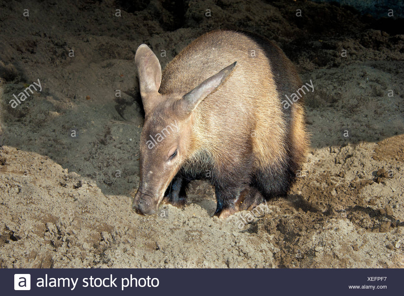 Adult Aardvark High Resolution Stock Photography and Images - Alamy