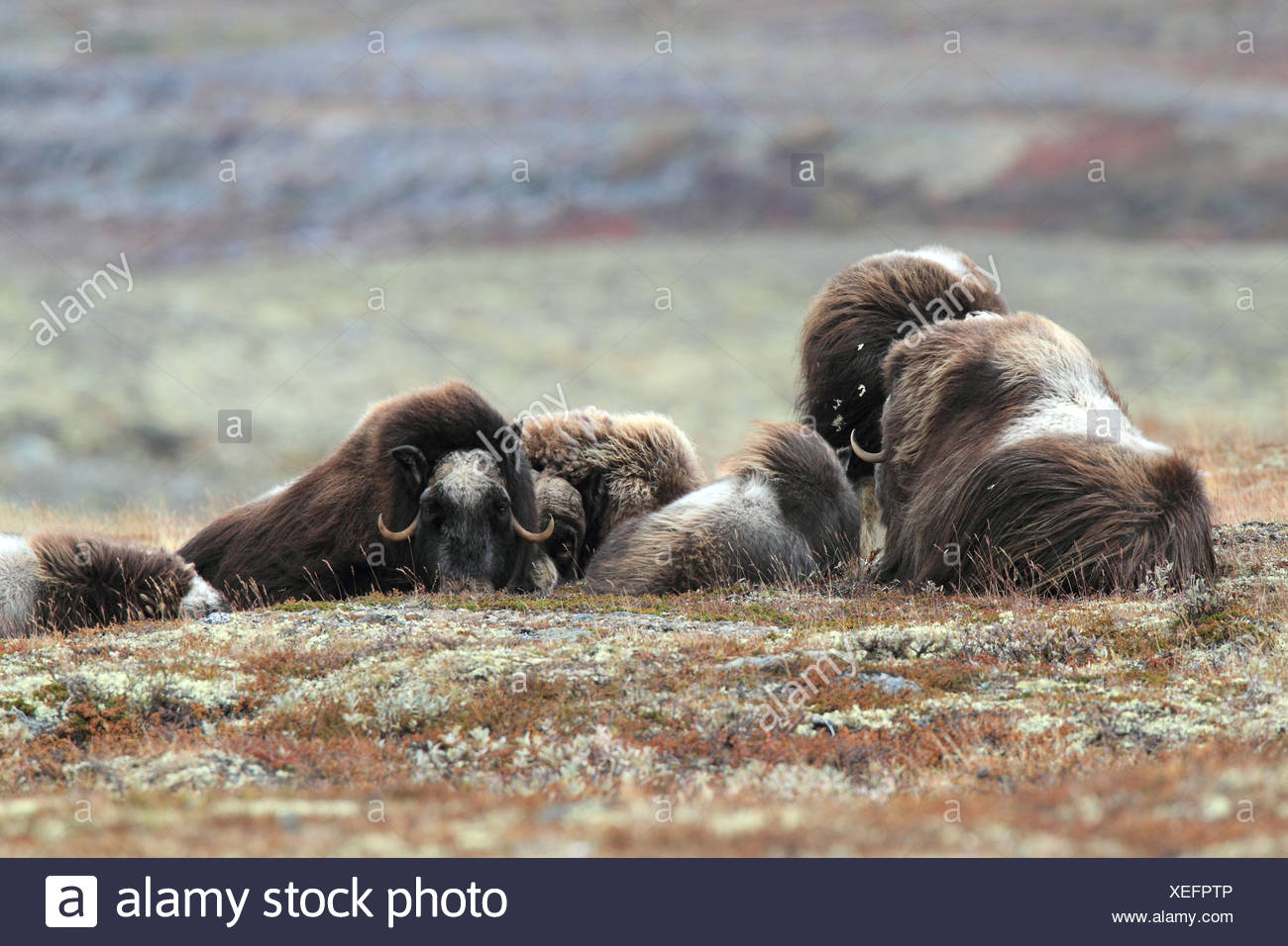 Moschustier High Resolution Stock Photography and Images - Alamy