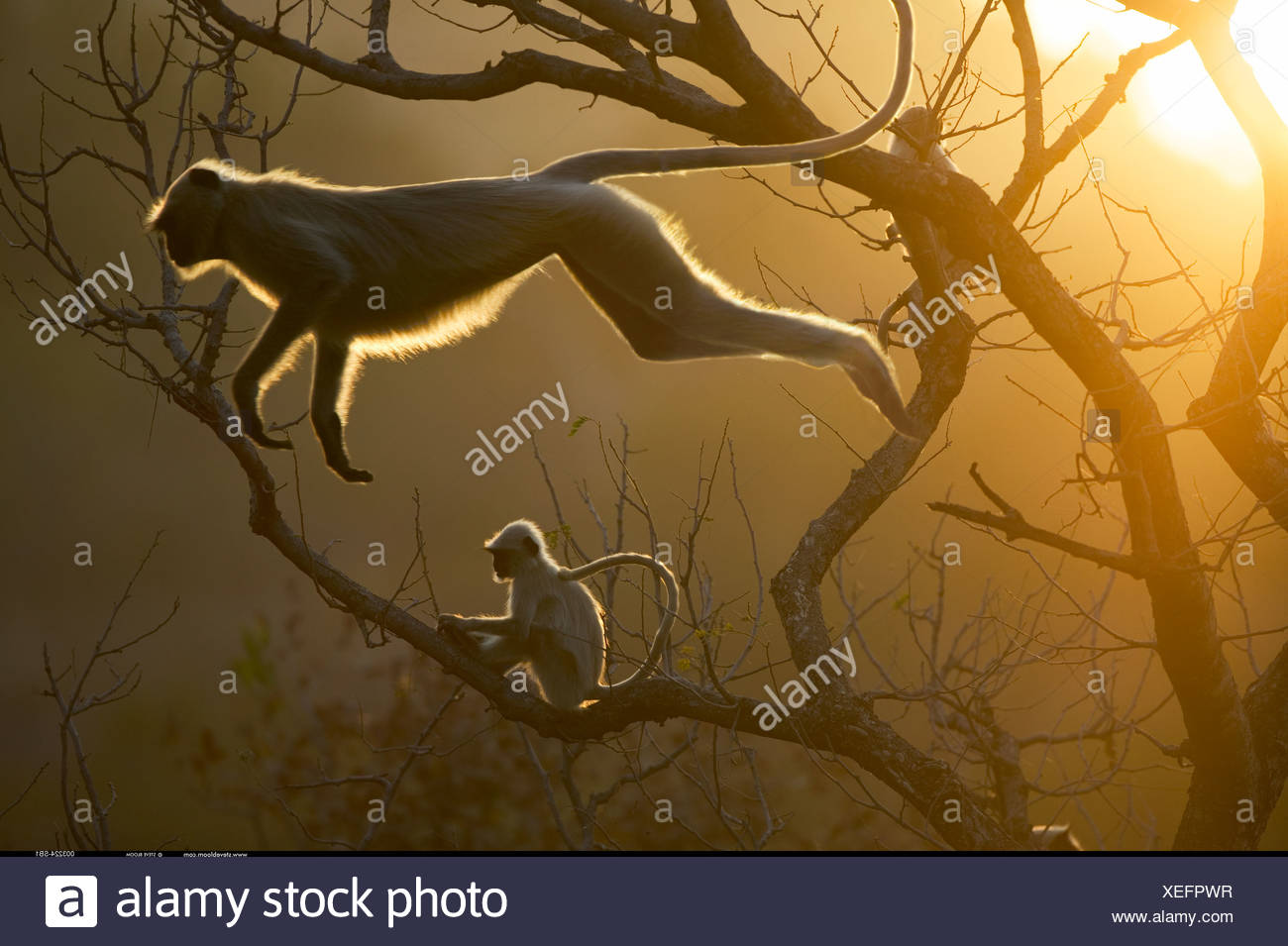 Flying Hanuman High Resolution Stock Photography and Images - Alamy