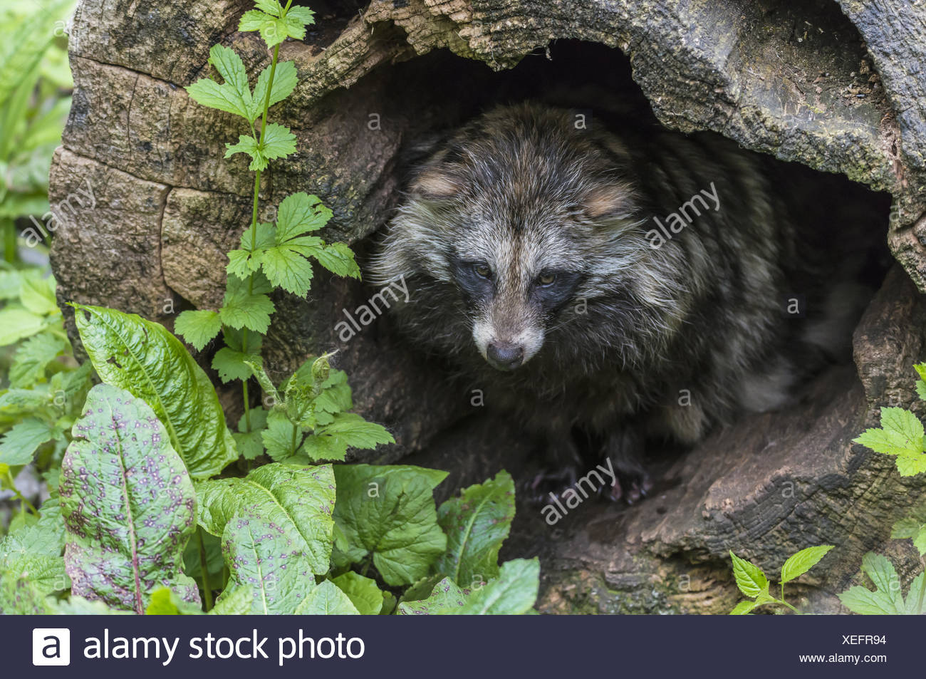 Tanuki Dog High Resolution Stock Photography and Images - Alamy