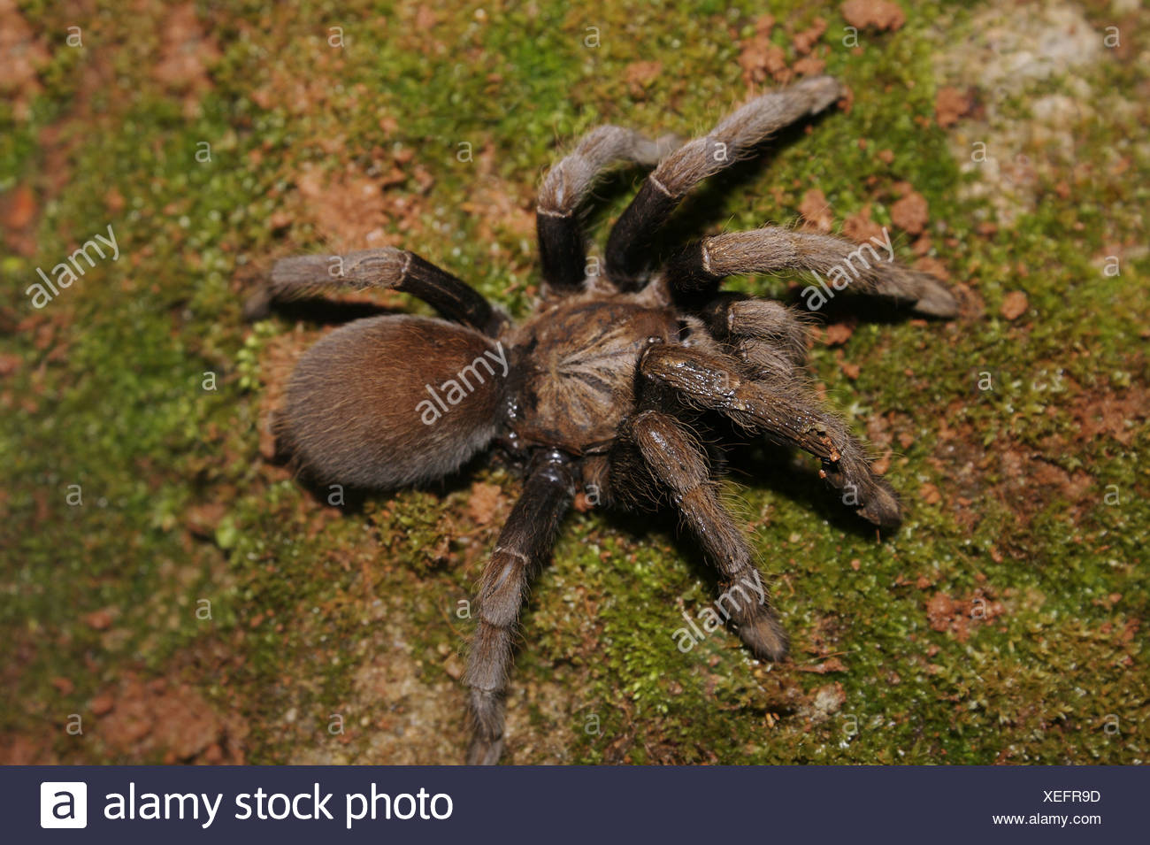 Tarantula Family High Resolution Stock Photography and Images - Alamy