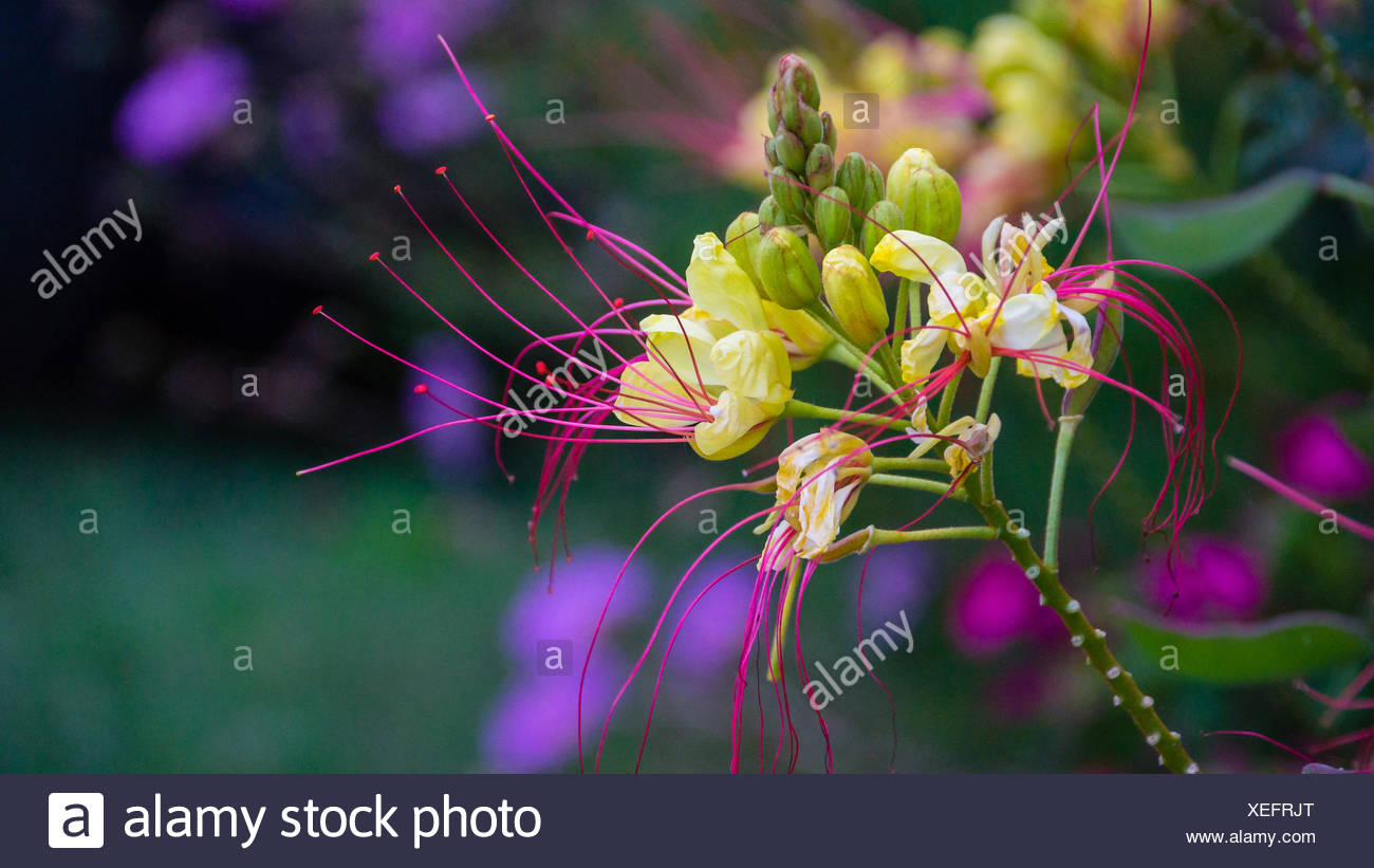 Caesalpinia High Resolution Stock Photography and Images - Alamy