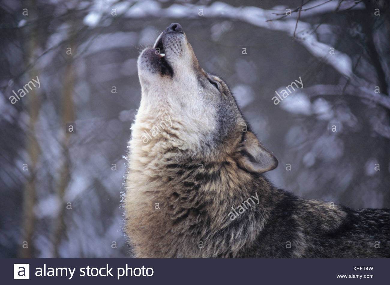 Howling Wolf High Resolution Stock Photography and Images - Alamy