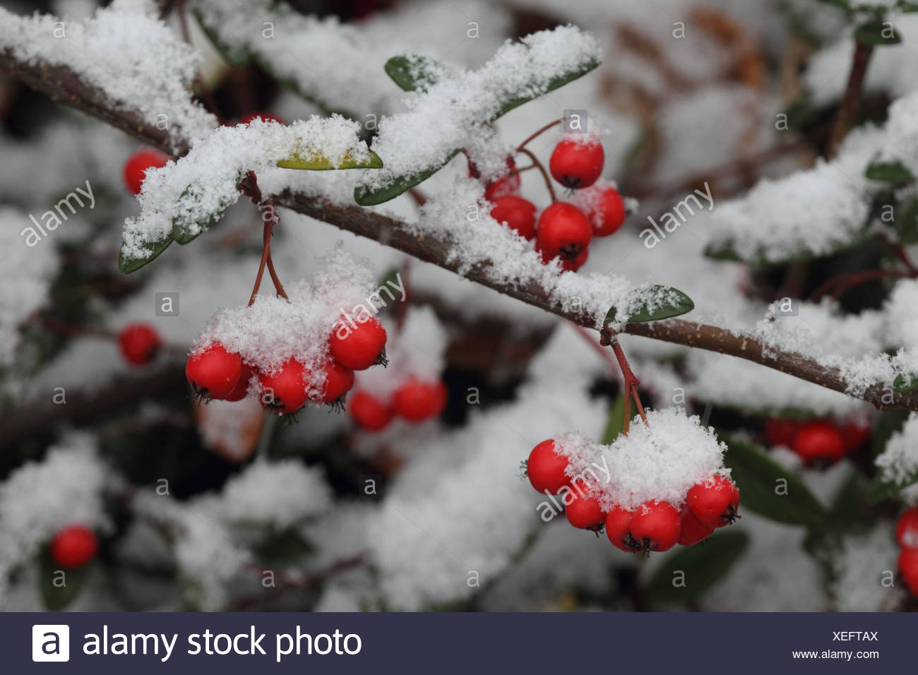 Red Medlar High Resolution Stock Photography and Images - Alamy