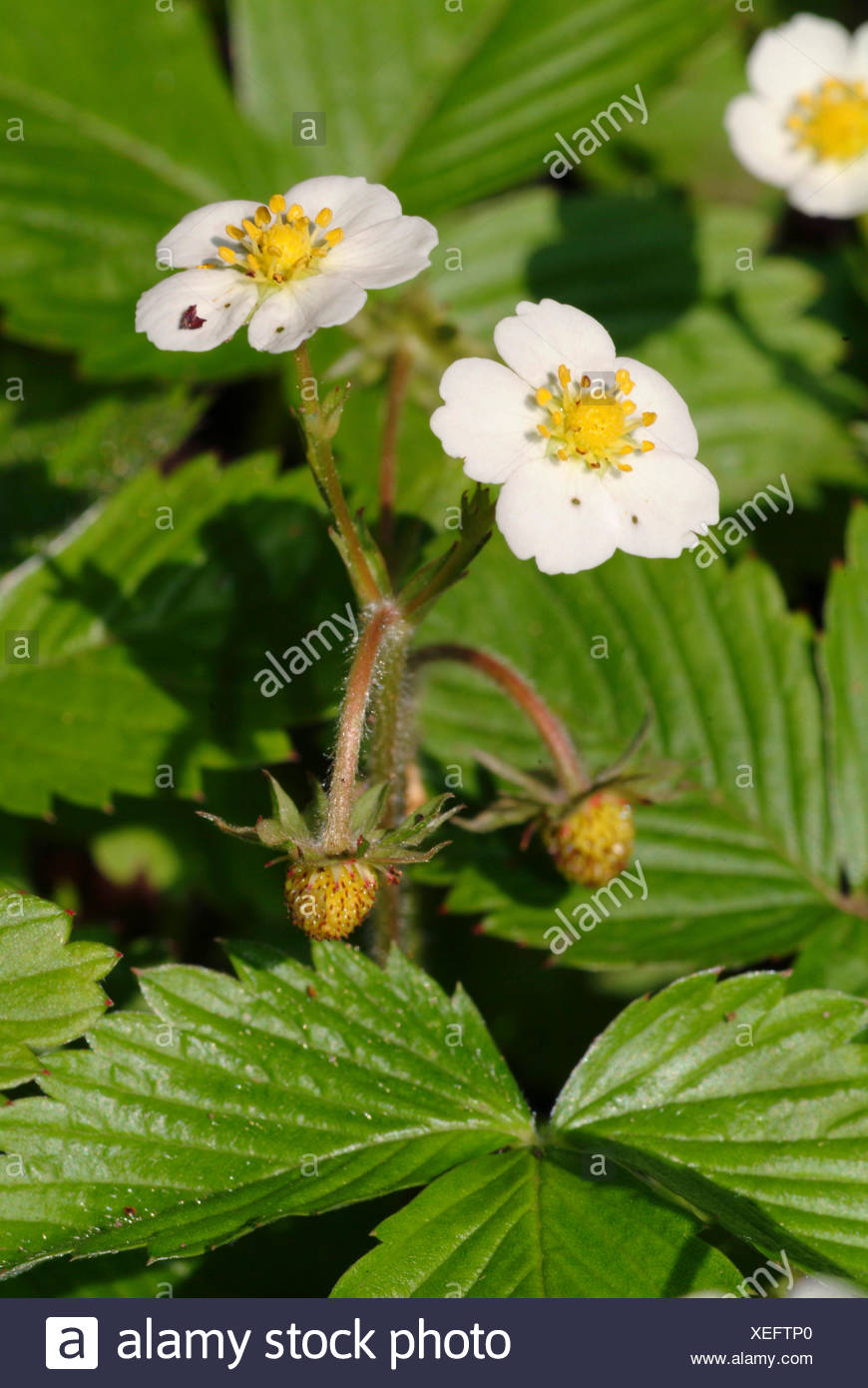 Musk Strawberry Fragaria Moschata High Resolution Stock Photography and ...