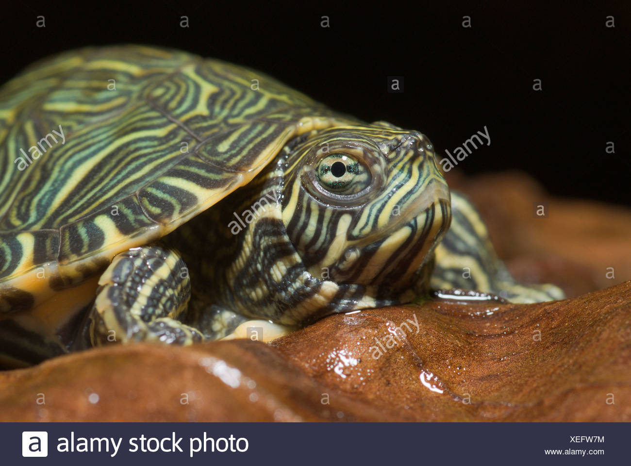River Cooter Pseudemys Concinna Concinna High Resolution Stock ...