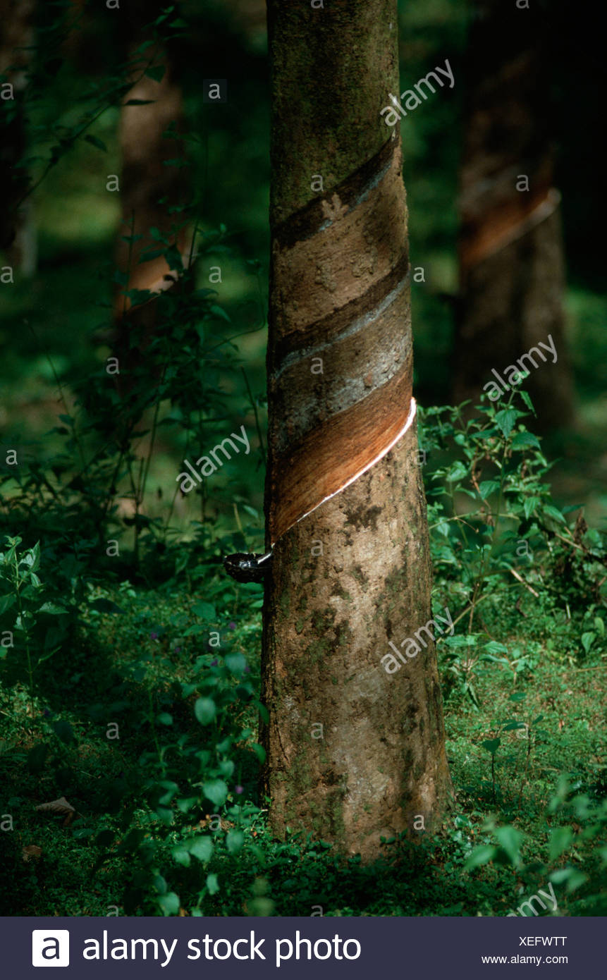 Brazilian Rubber Tree Hevea High Resolution Stock Photography and ...