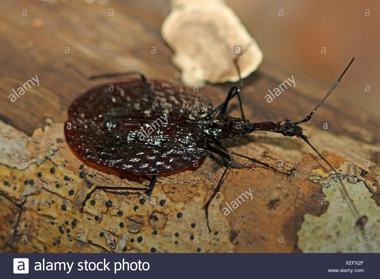 Violin Beetle Mormolyce Phyllodes High Resolution Stock Photography and ...