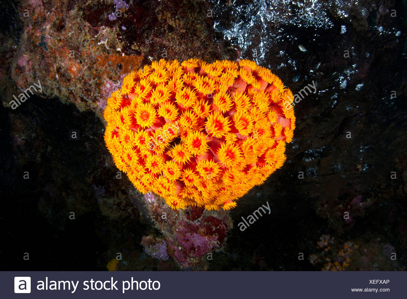 Orange Tube Coral High Resolution Stock Photography and Images - Alamy