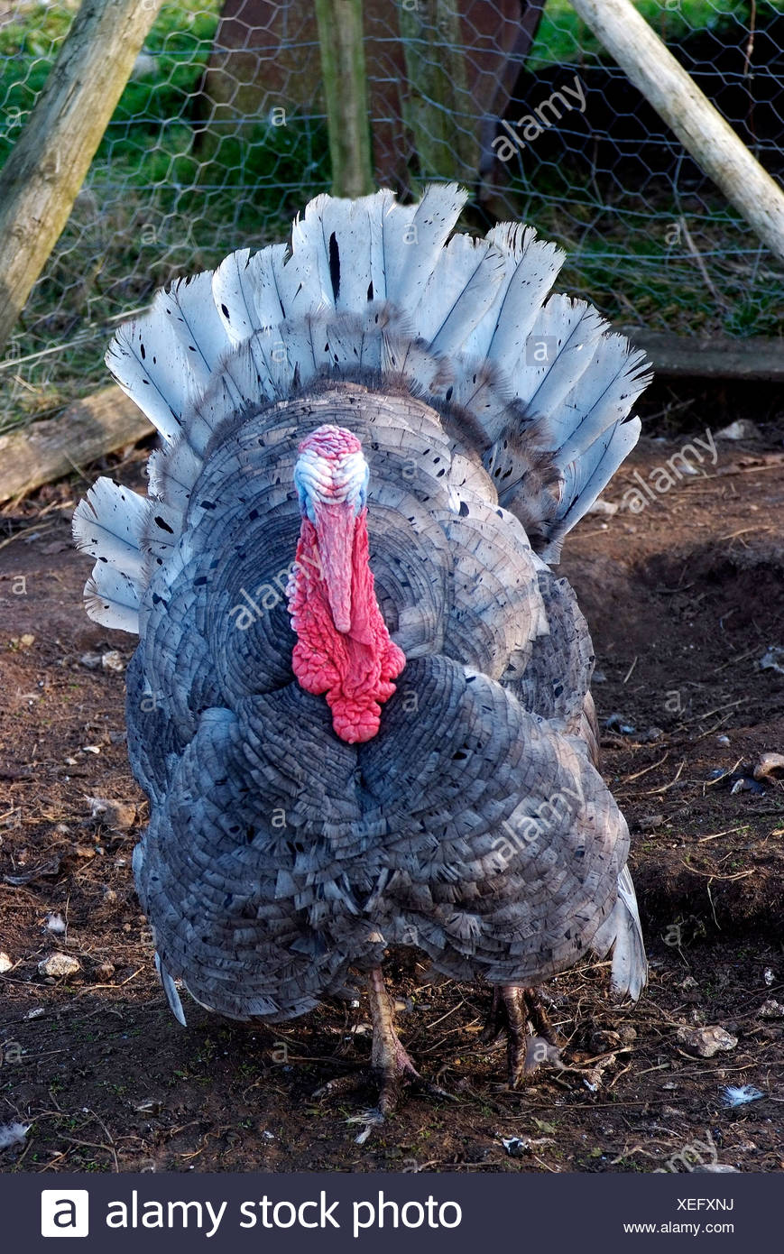 Turkey Bird Uk High Resolution Stock Photography and Images - Alamy