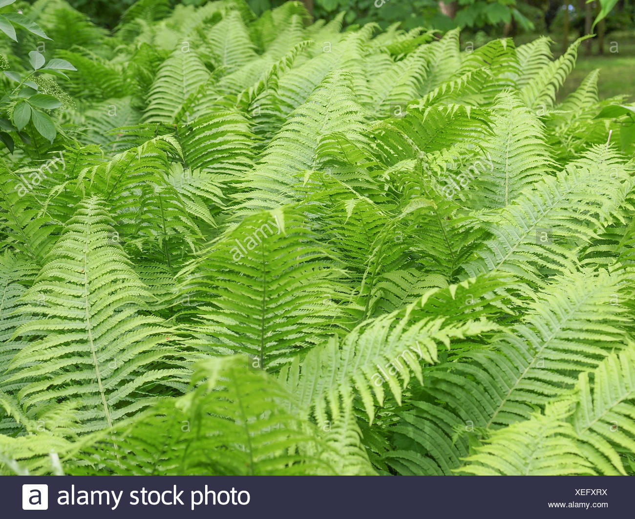 Pteridophytes Stock Photos & Pteridophytes Stock Images - Alamy