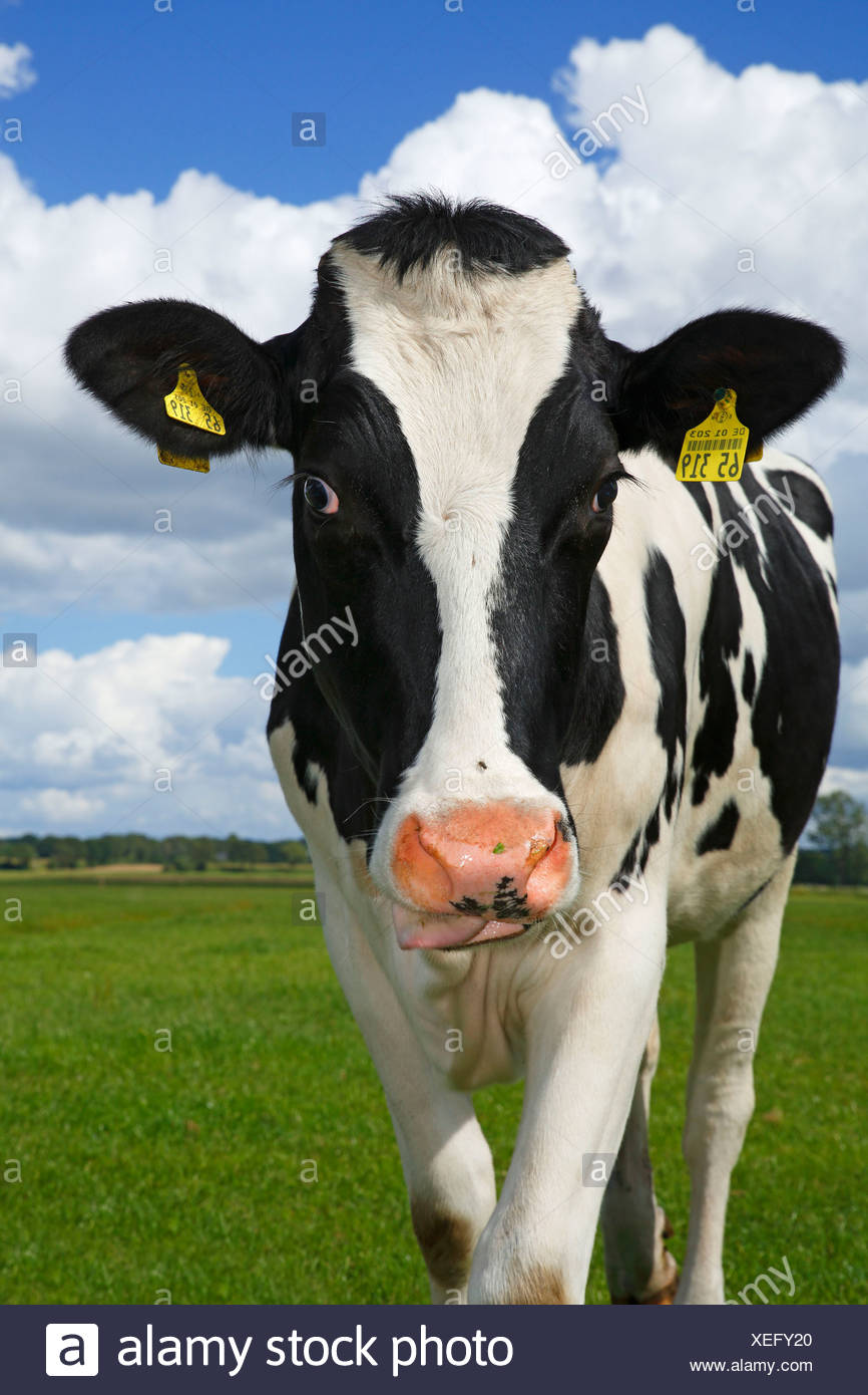 Female Domestic Cattle High Resolution Stock Photography and Images - Alamy