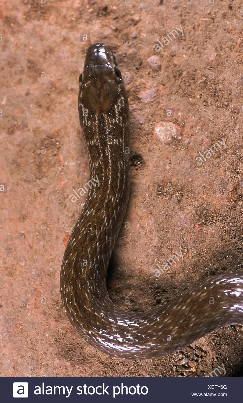 Indian Reptile Species High Resolution Stock Photography and Images - Alamy