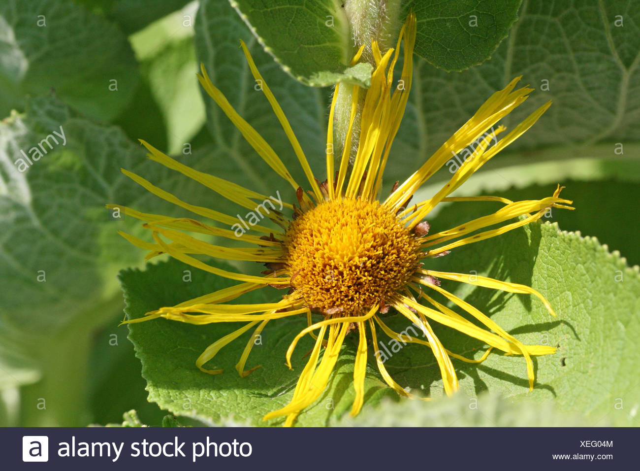Inula Magnifica Stock Photos & Inula Magnifica Stock Images - Alamy