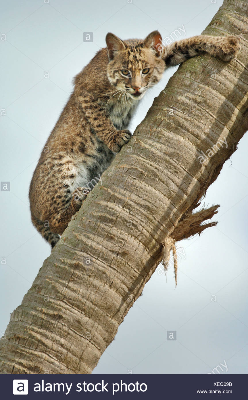 Young Bobcat High Resolution Stock Photography and Images - Alamy
