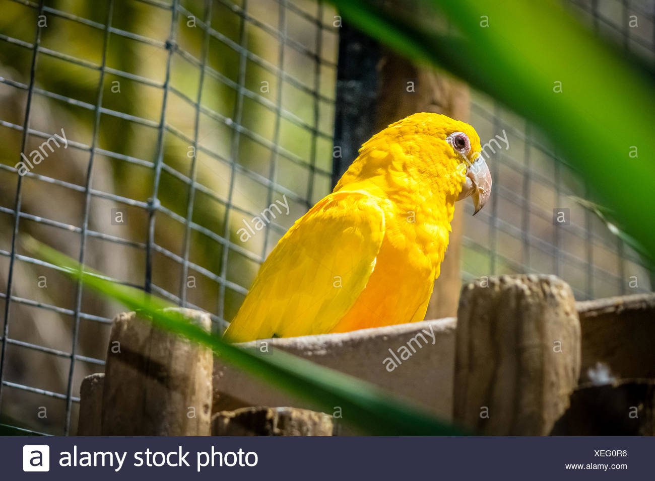 Parrot In Cage High Resolution Stock Photography and Images - Alamy