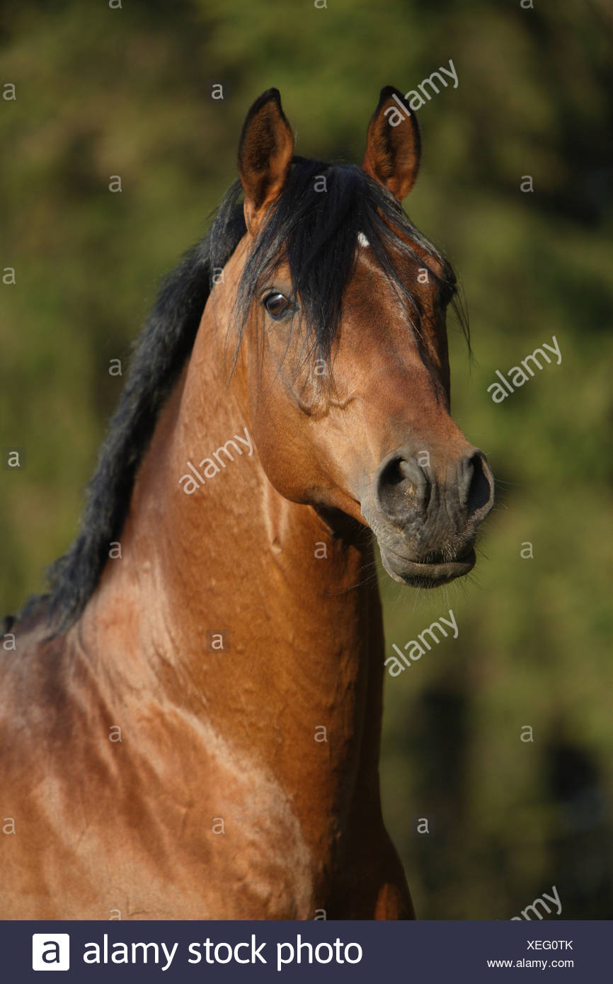 Anglo Arabian Horses High Resolution Stock Photography and Images - Alamy