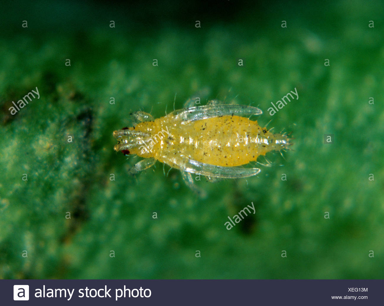 Frankliniella Stock Photos & Frankliniella Stock Images - Alamy