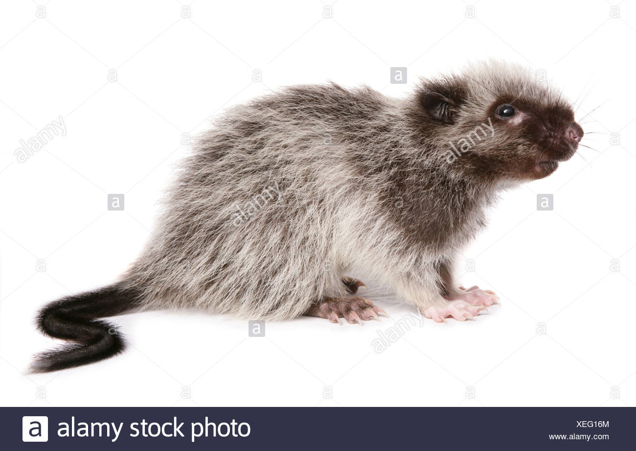 Asian Mammals Philippine Mammals High Resolution Stock Photography and ...