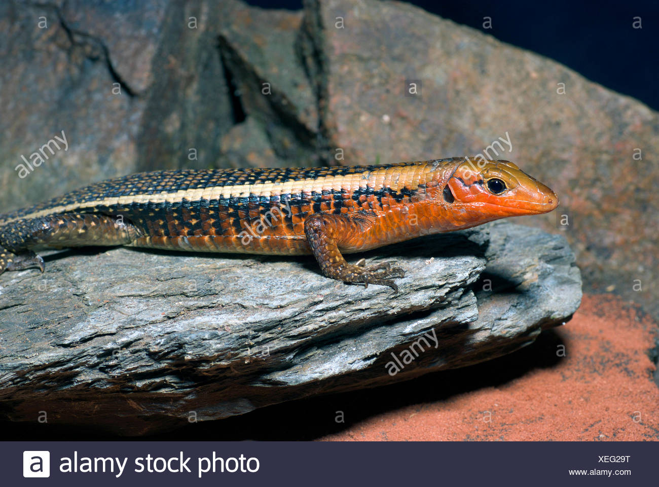 Girdled Lizards High Resolution Stock Photography and Images - Alamy