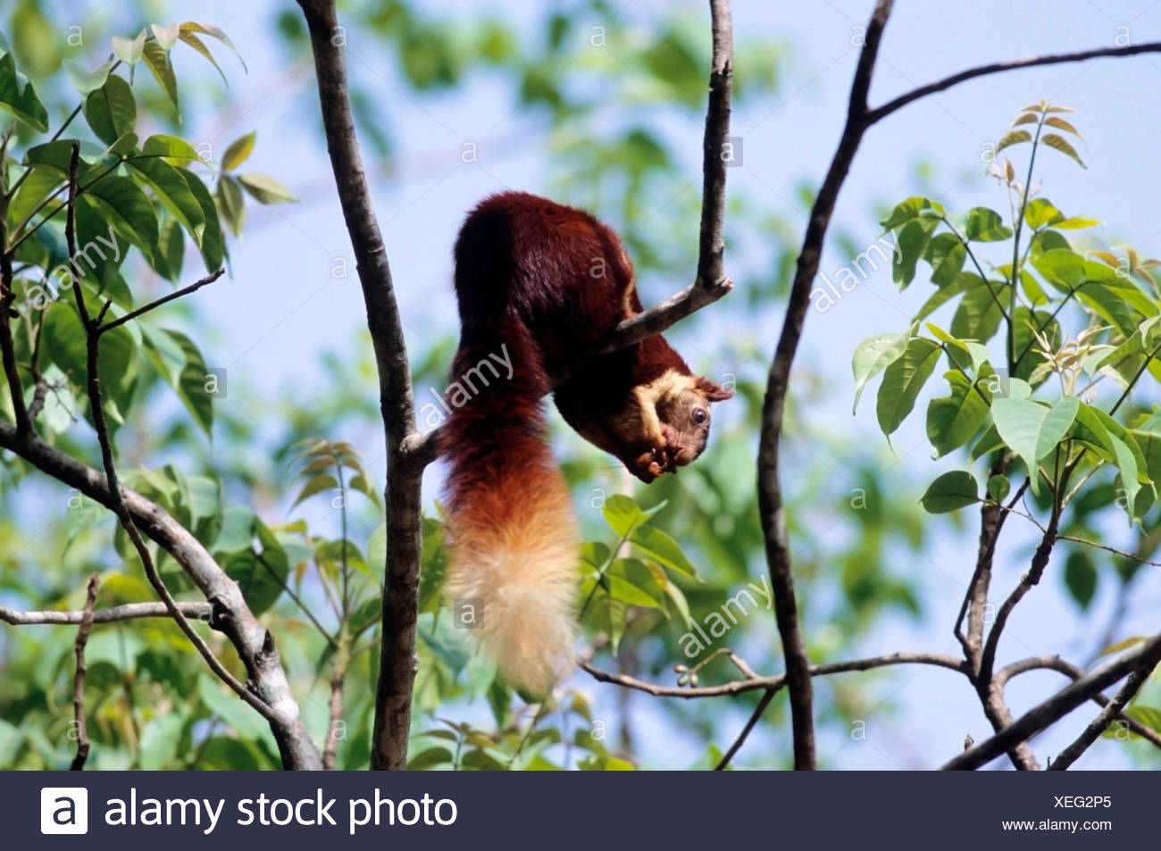 Ratufa Indica India High Resolution Stock Photography and Images - Alamy