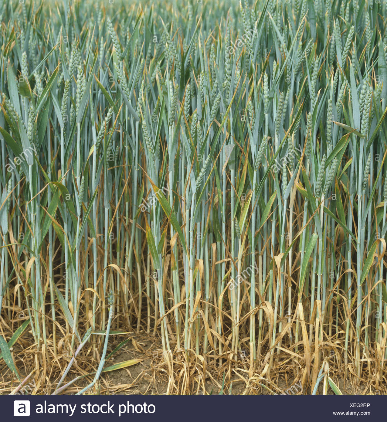 Drought Stress Stock Photos & Drought Stress Stock Images - Alamy