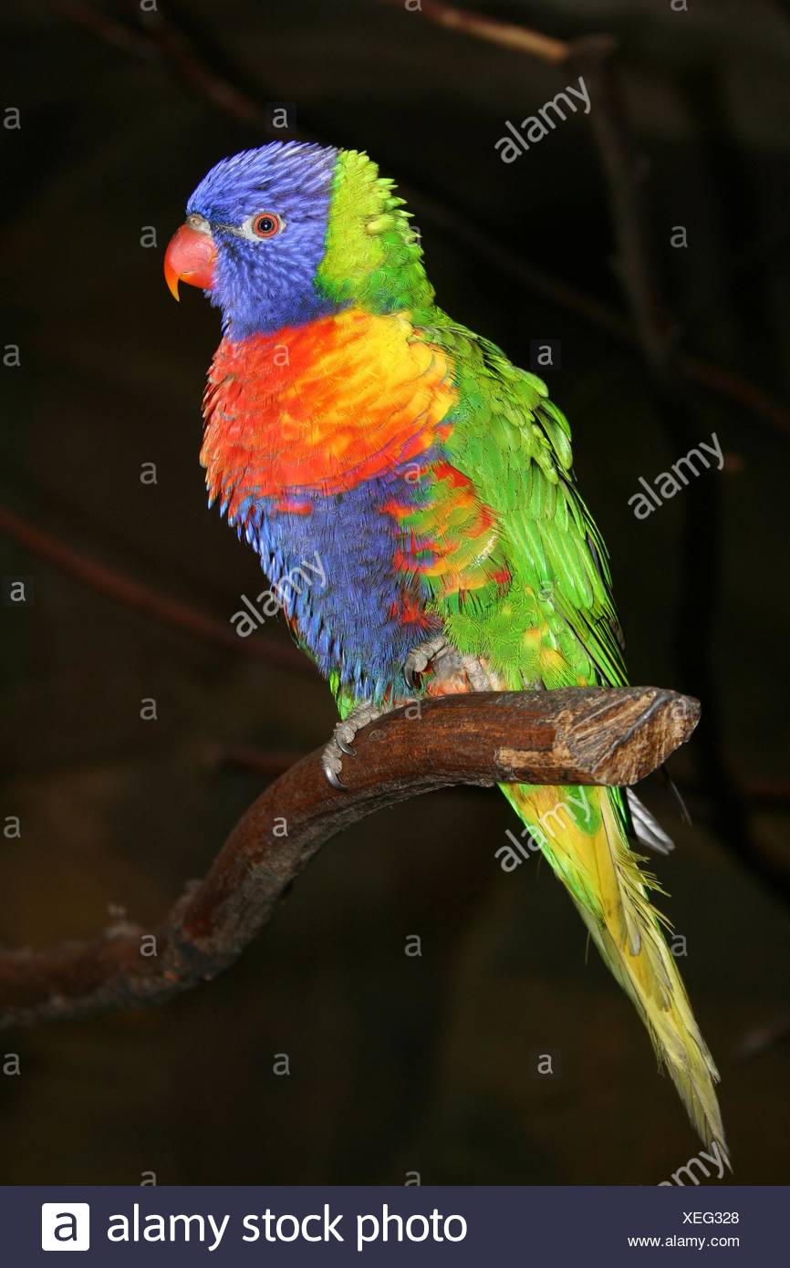 Parrot Birds High Resolution Stock Photography and Images - Alamy