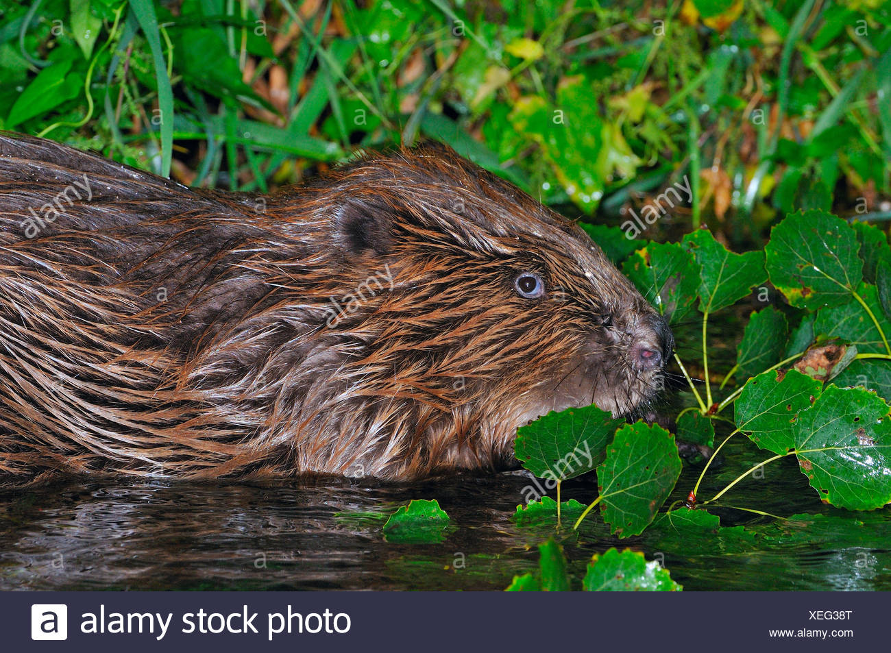 Castorimorpha Stock Photos & Castorimorpha Stock Images - Alamy