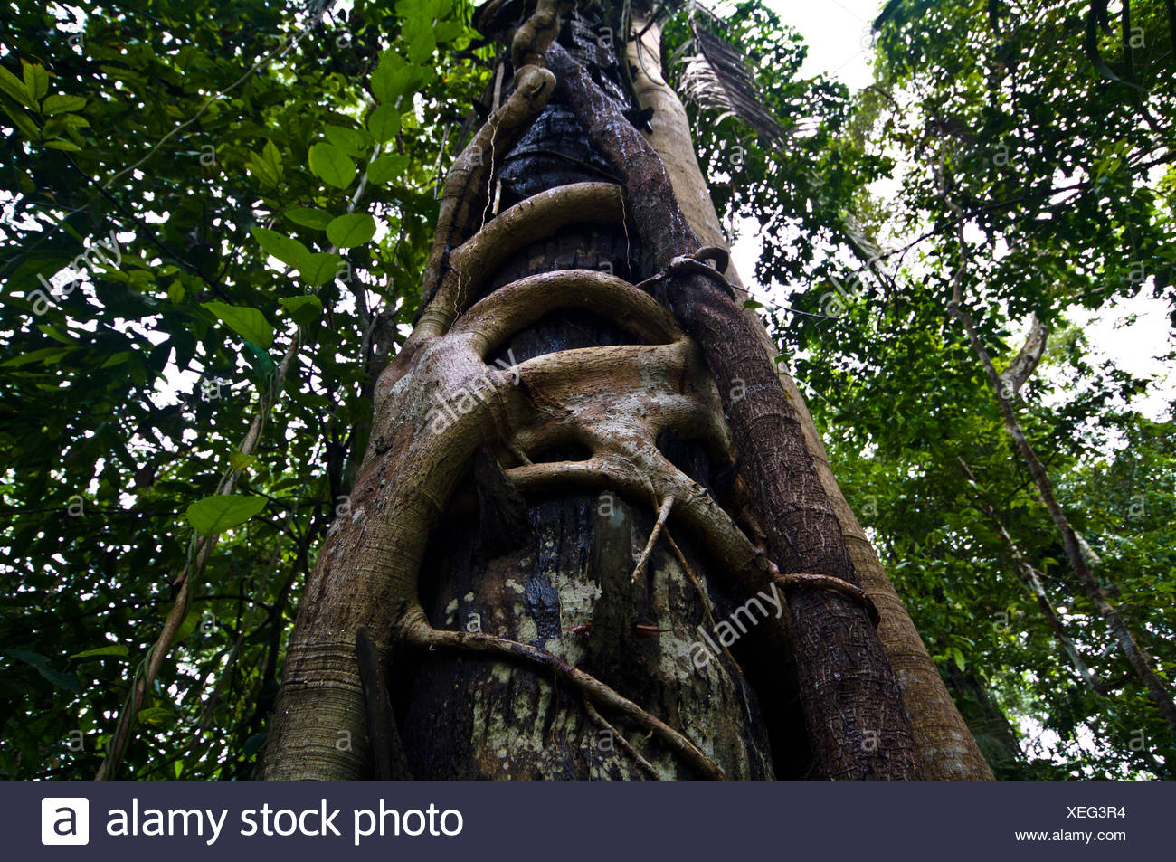 Banyan Strangler Fig Tree Trees High Resolution Stock Photography and ...
